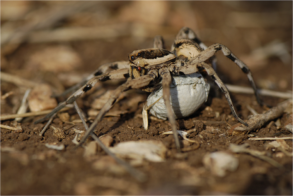 Tarantel | Wolfspinne (Lycosidae) #01 Foto & Bild | tiere, wildlife ...