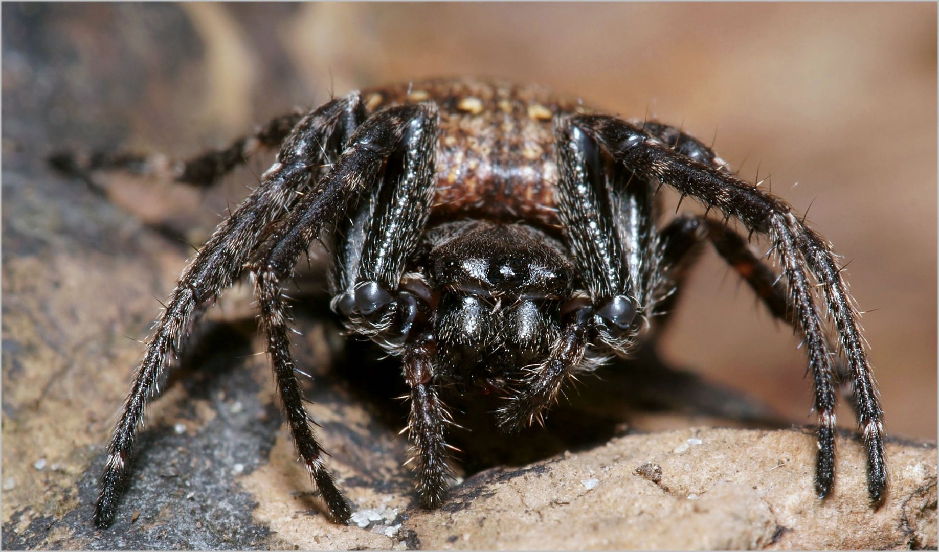 Tarantula? Foto & Bild | tiere, wildlife, spinnen Bilder auf fotocommunity