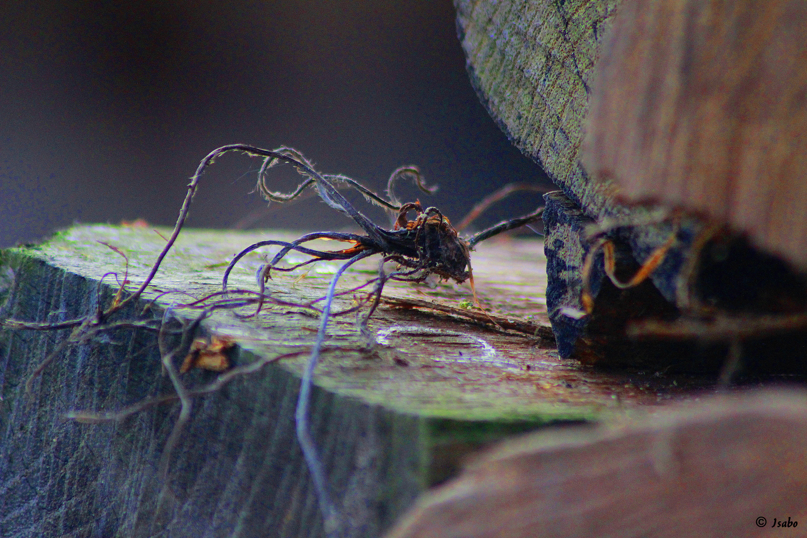 tarentule végétale photo et image | fleurs, flore, nature Images ...