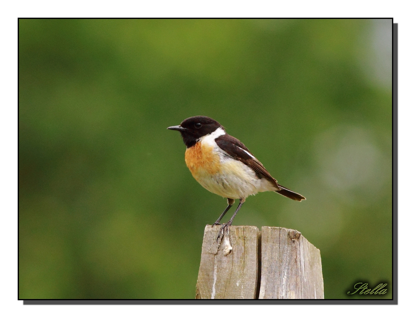 Tarier patre photo et image | animaux, animaux sauvages, oiseaux Images ...