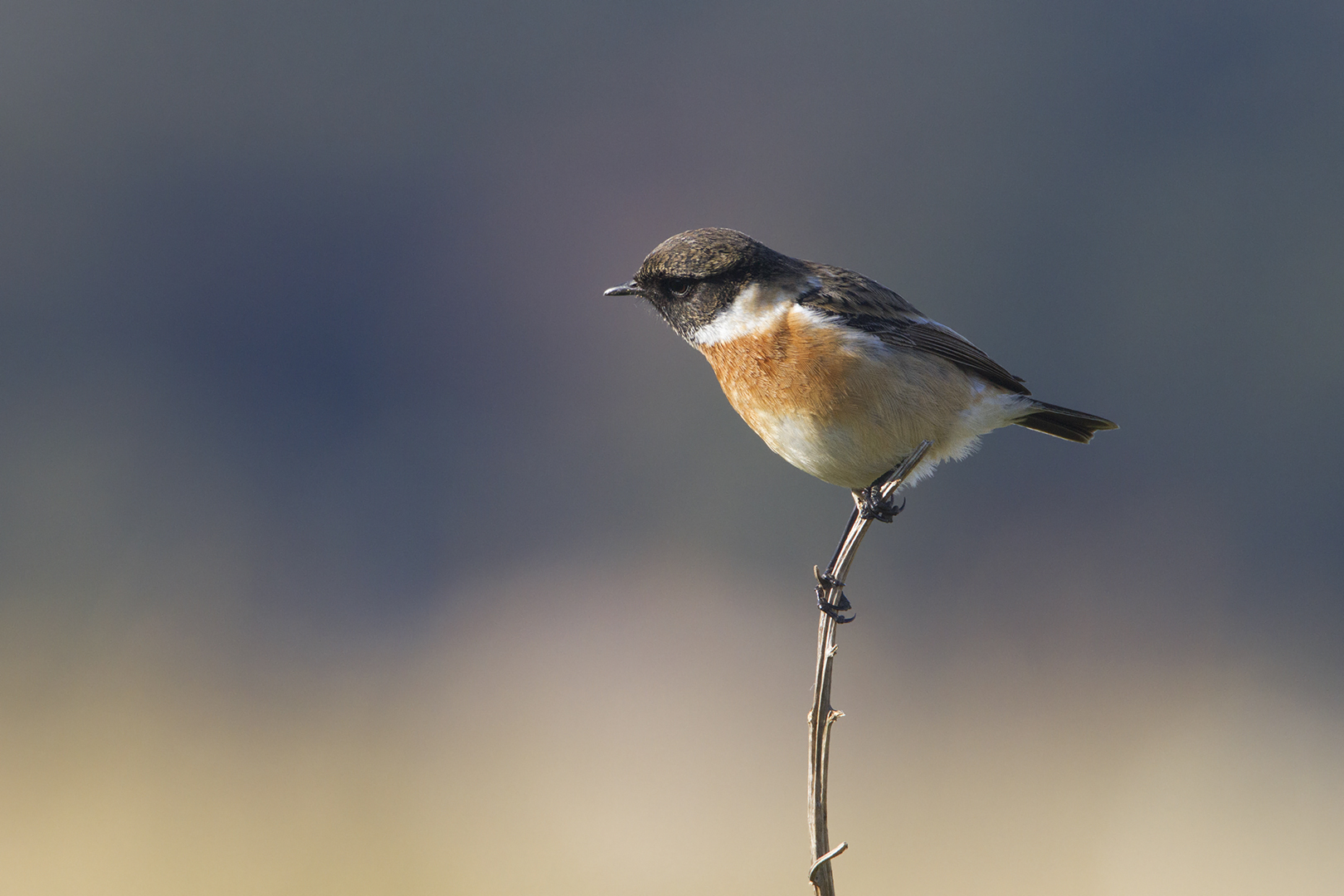Tarier Pâtre photo et image | nature, vogel, animaux Images fotocommunity