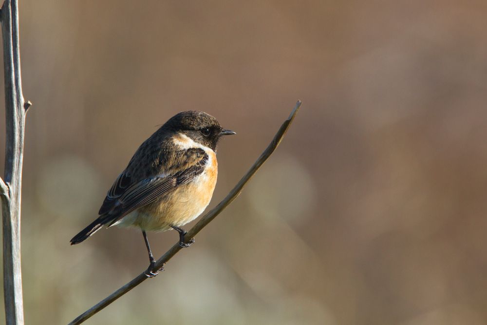 tarier pâtre photo et image | fotos, nature, natur Images fotocommunity