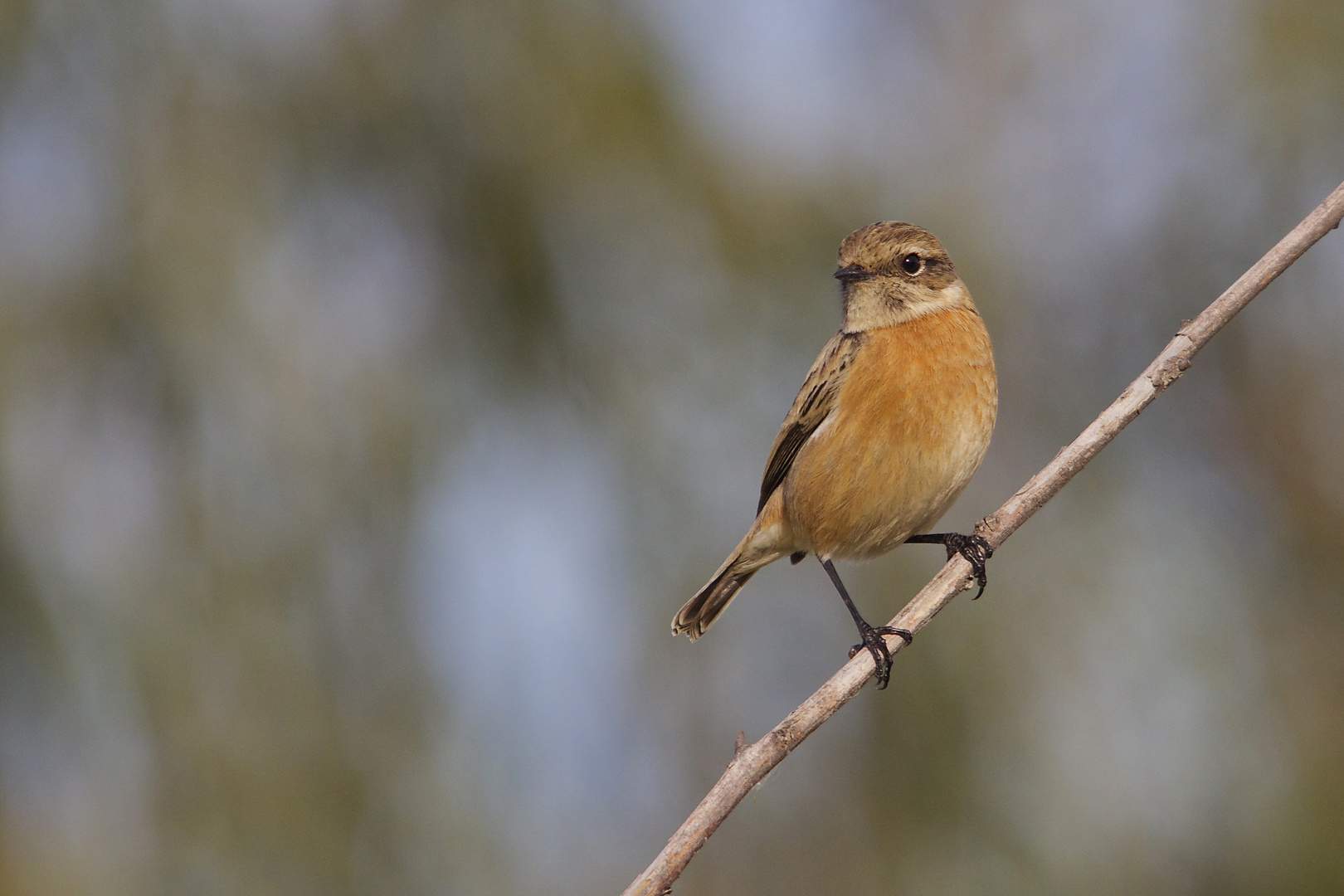 tarier pâtre femelle photo et image | nature, animaux, bird Images ...