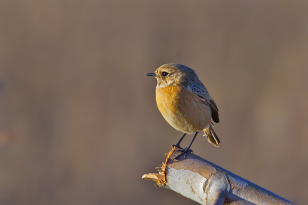 Tarier Pâtre femelle photo et image | oiseaux sauvages, fotos, nature ...