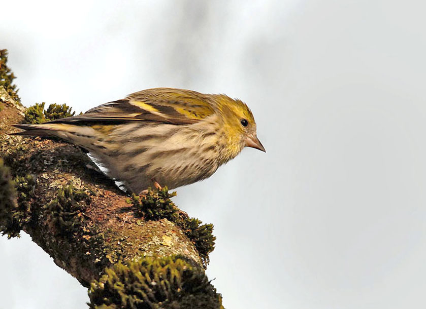 Tarin des aulnes photo et image | animaux, animaux sauvages, oiseaux ...