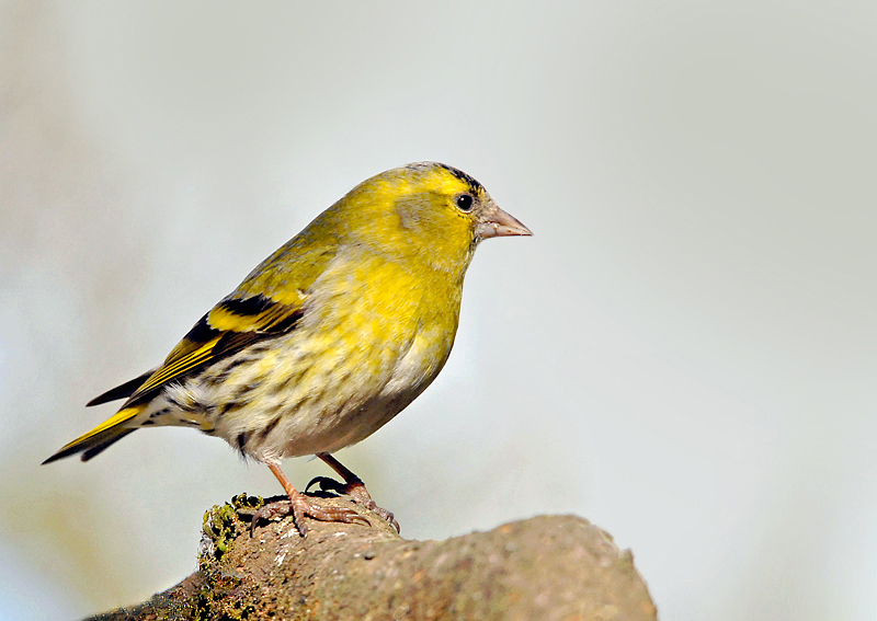 Tarin des aulnes photo et image | animaux, animaux sauvages, oiseaux ...
