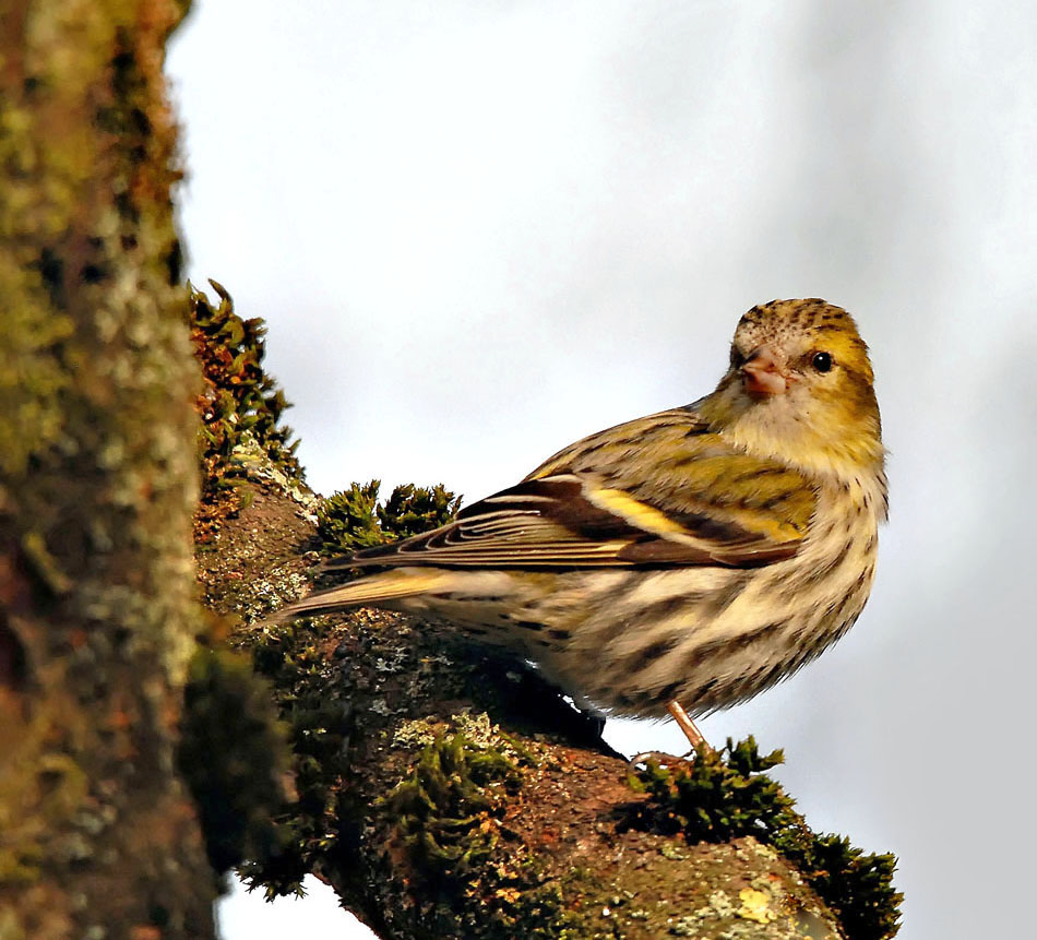 Tarin des aulnes photo et image | animaux, animaux sauvages, oiseaux ...