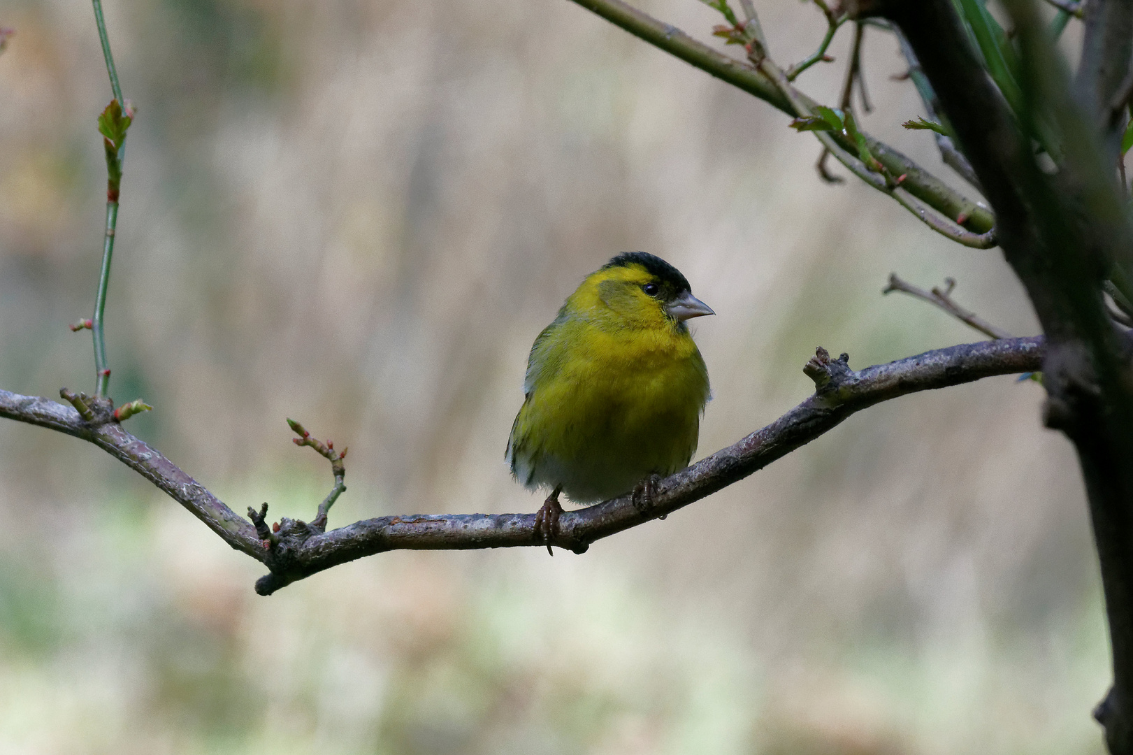 Tarin des Aulnes photo et image | animaux, animaux sauvages, oiseaux ...