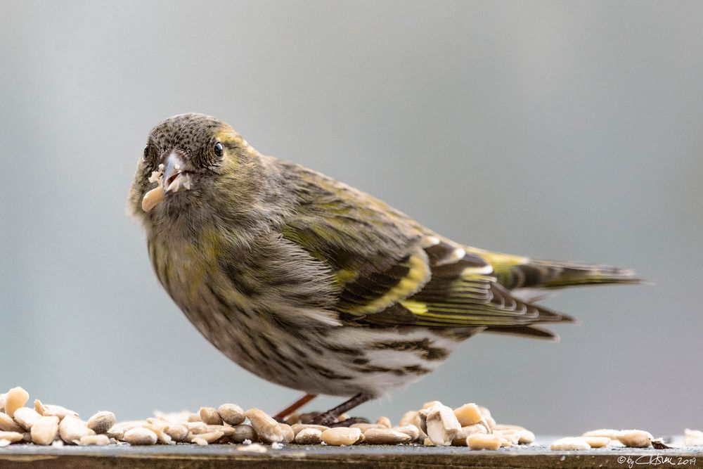 Tarin des aulnes femelle Foto & Bild | art, nature, world Bilder auf ...