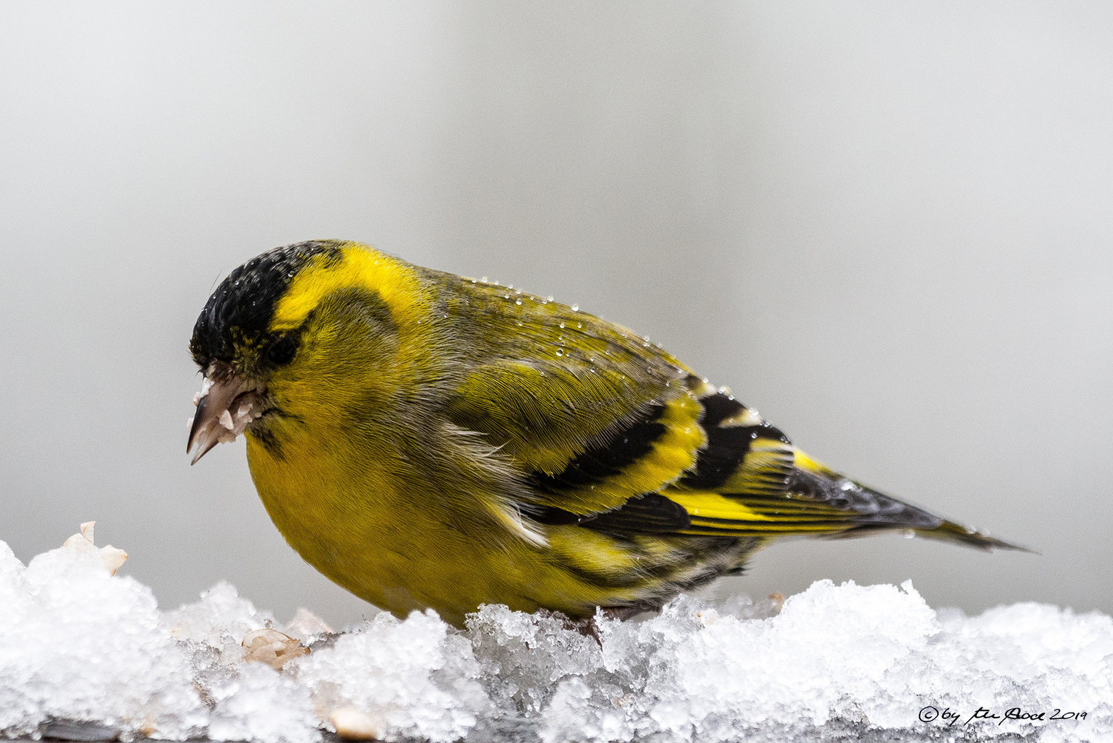 Tarin des aulnes mâle Foto & Bild | art, nature, world Bilder auf ...