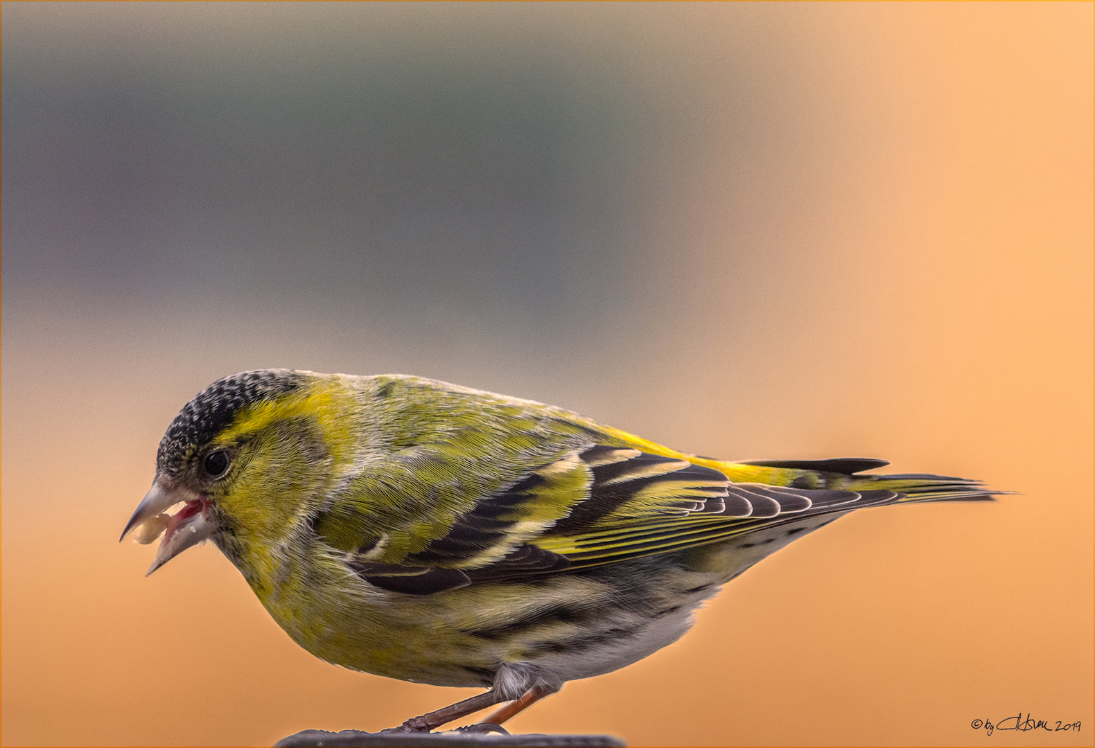 Tarin des aulnes mâle Foto & Bild | art, nature, world Bilder auf ...