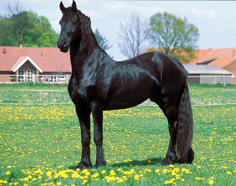 Taris3b - Friese Foto & Bild | tiere, haustiere, pferde, esel ...