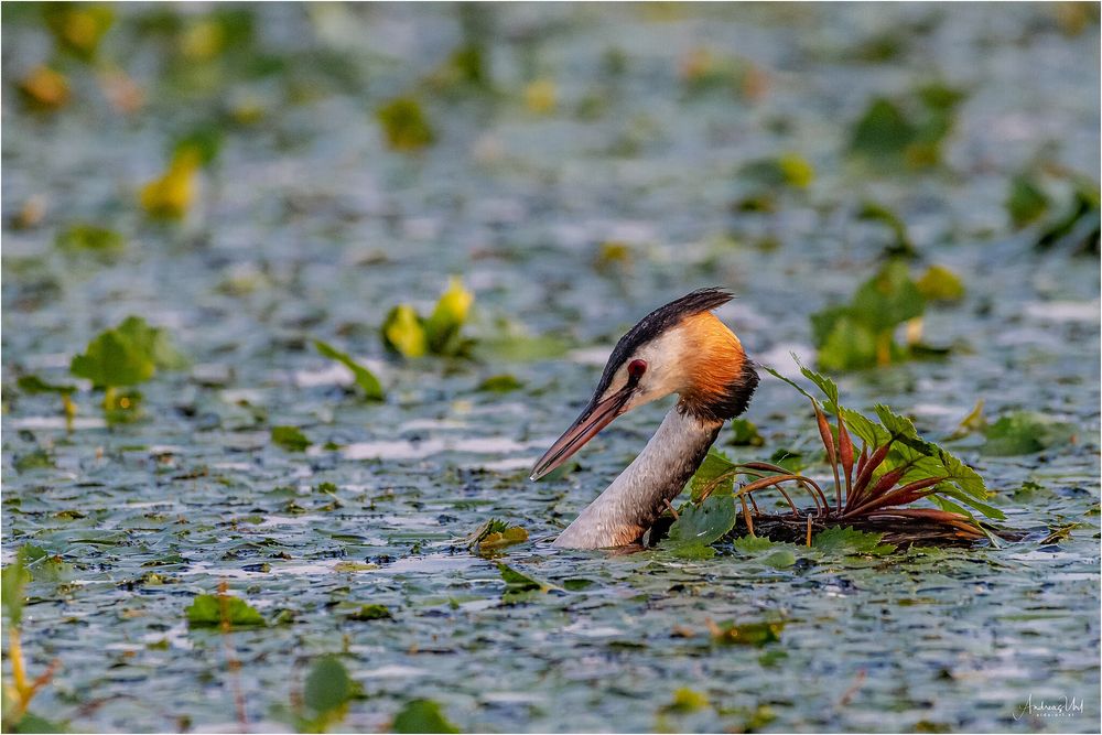 Tarn-Taucher Foto & Bild | tiere, wildlife, wild lebende vögel Bilder ...