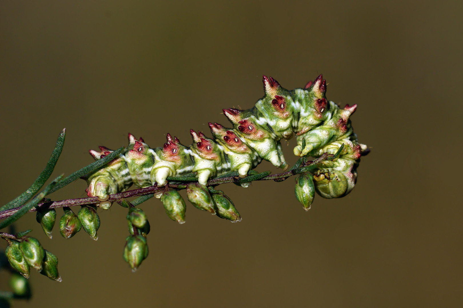 Tarnanzug - Raupe vom Feldbeifußmönch Foto & Bild | natur, elbe, tiere ...