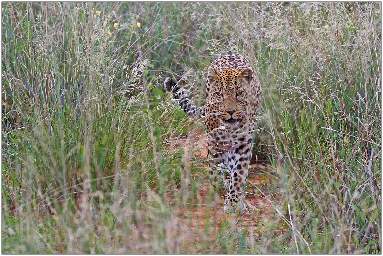 Tarnung Foto & Bild | africa, southern africa, namibia Bilder auf ...