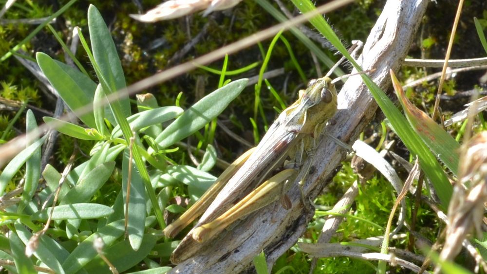 Tarnung Foto & Bild | insekten, tiere, wildlife Bilder auf fotocommunity
