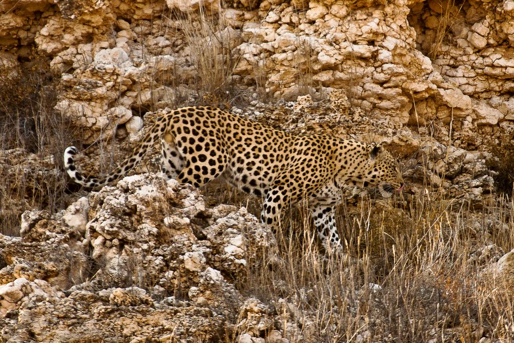 Tarnung ist das halbe Leben..... Foto & Bild | tiere, wildlife ...