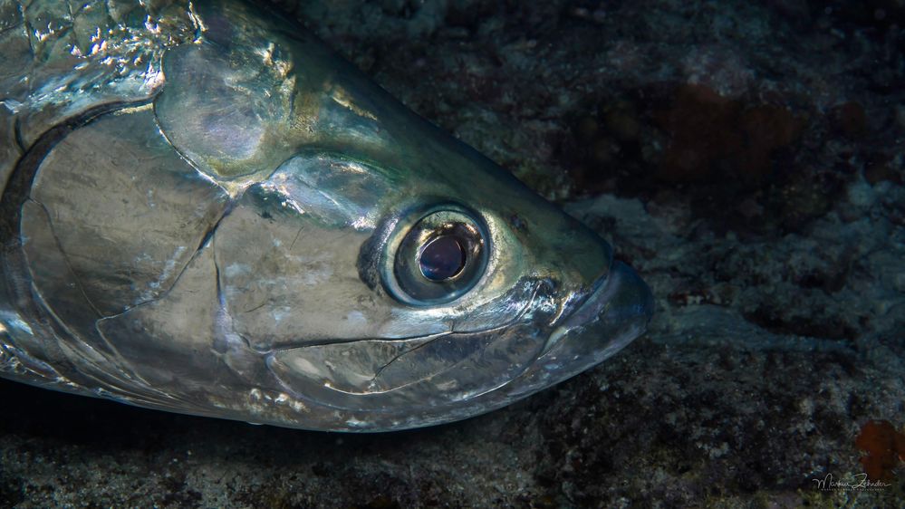 Tarpun Portrait Foto & Bild | fotos, world, outdoor Bilder auf ...