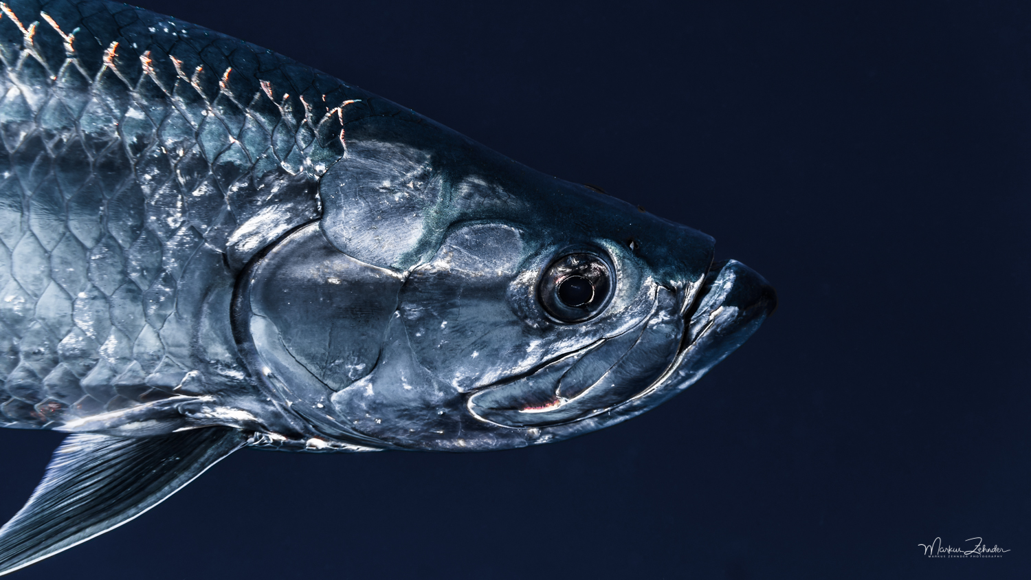 Tarpun Silber-Ritter und Jäger der Nacht Foto & Bild | tiere, wildlife ...