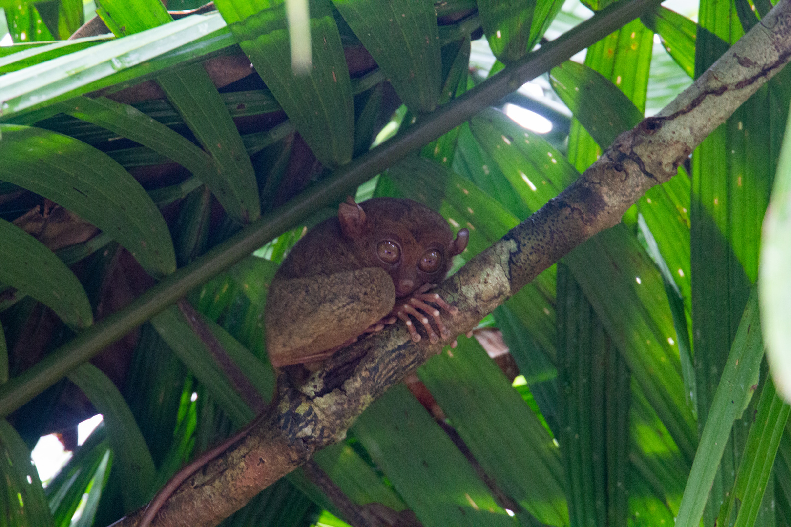 Tarsier Foto & Bild | asia, philippines, southeast asia Bilder auf ...
