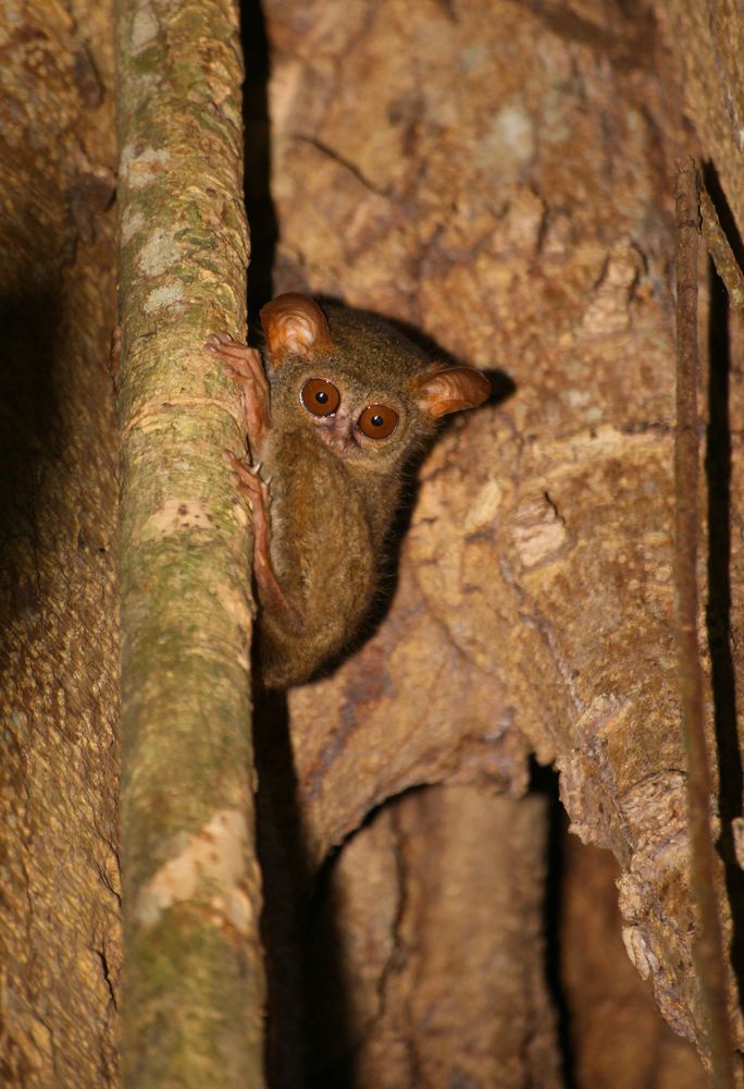 Tarsier Foto & Bild | tiere, wildlife, säugetiere Bilder auf fotocommunity