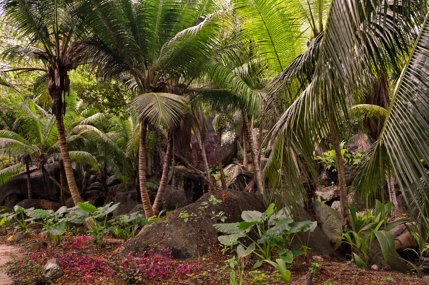 Tarzan ....... Foto & Bild | nature, mystisch, natur Bilder auf ...