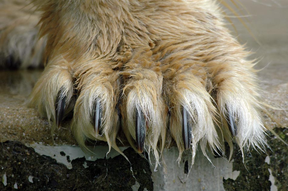 Tatze Foto & Bild | tiere, zoo, wildpark & falknerei, säugetiere Bilder ...