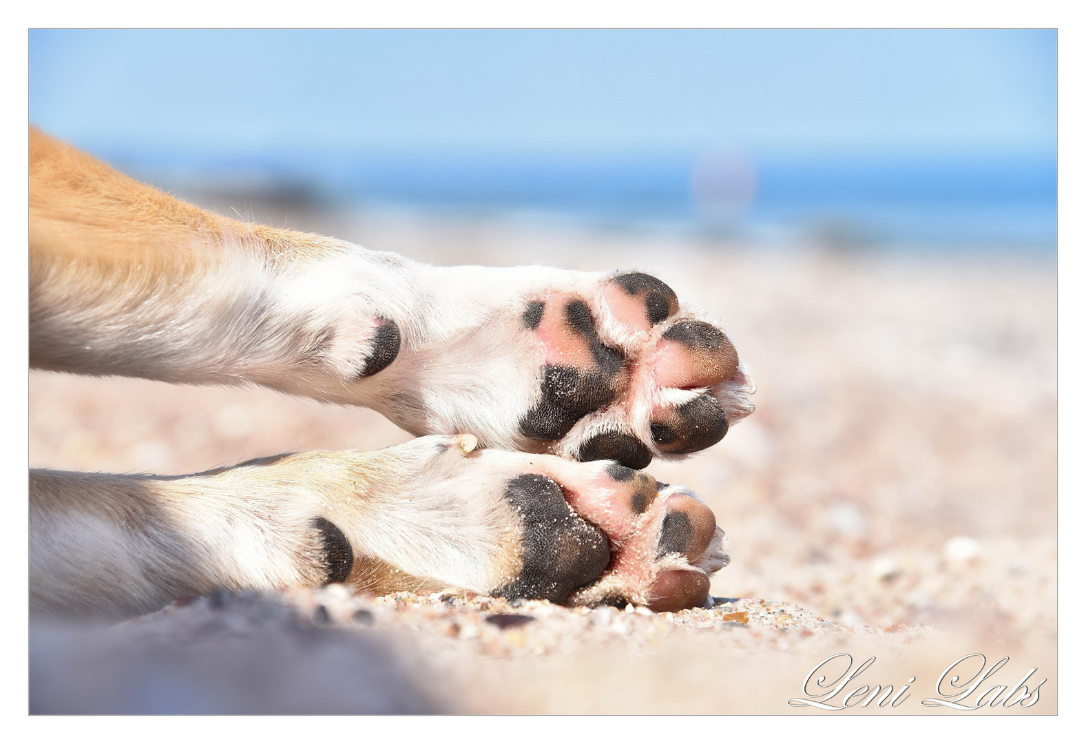 Tatzen genießen die Auszeit *** Foto & Bild | tiere, tierdetails, natur ...