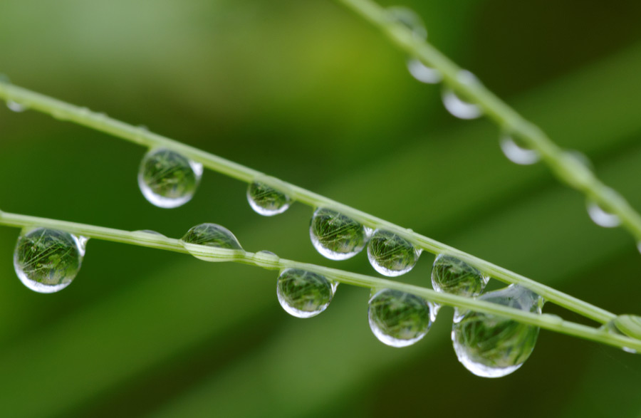 Tau Foto & Bild | sonstiges, wasser im detail, tautropfen Bilder auf ...