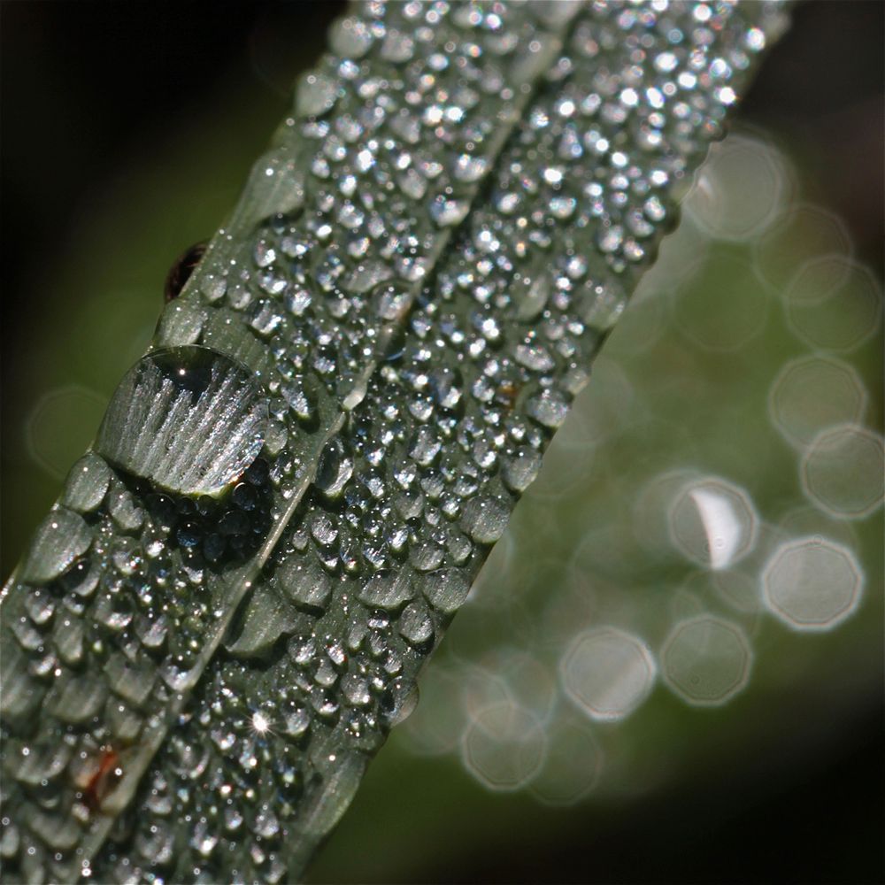 Tau Foto & Bild | jahreszeiten, herbst, wasser(tropfen) Bilder auf ...