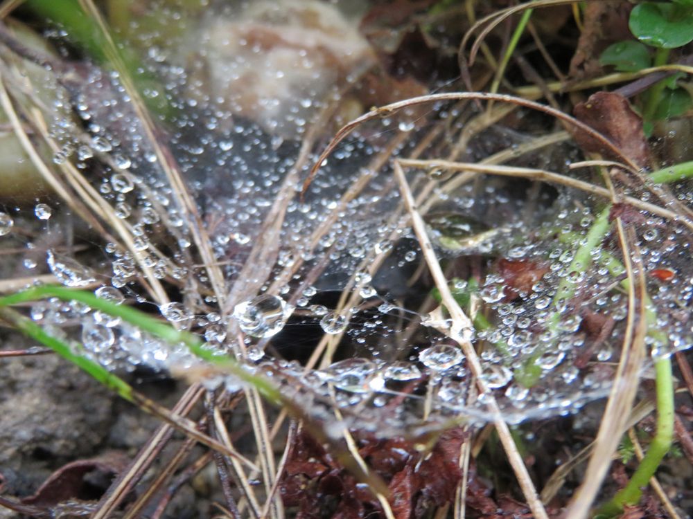 Tau im Netz Foto & Bild | wasser, eis, schnee, natur, netz Bilder auf ...