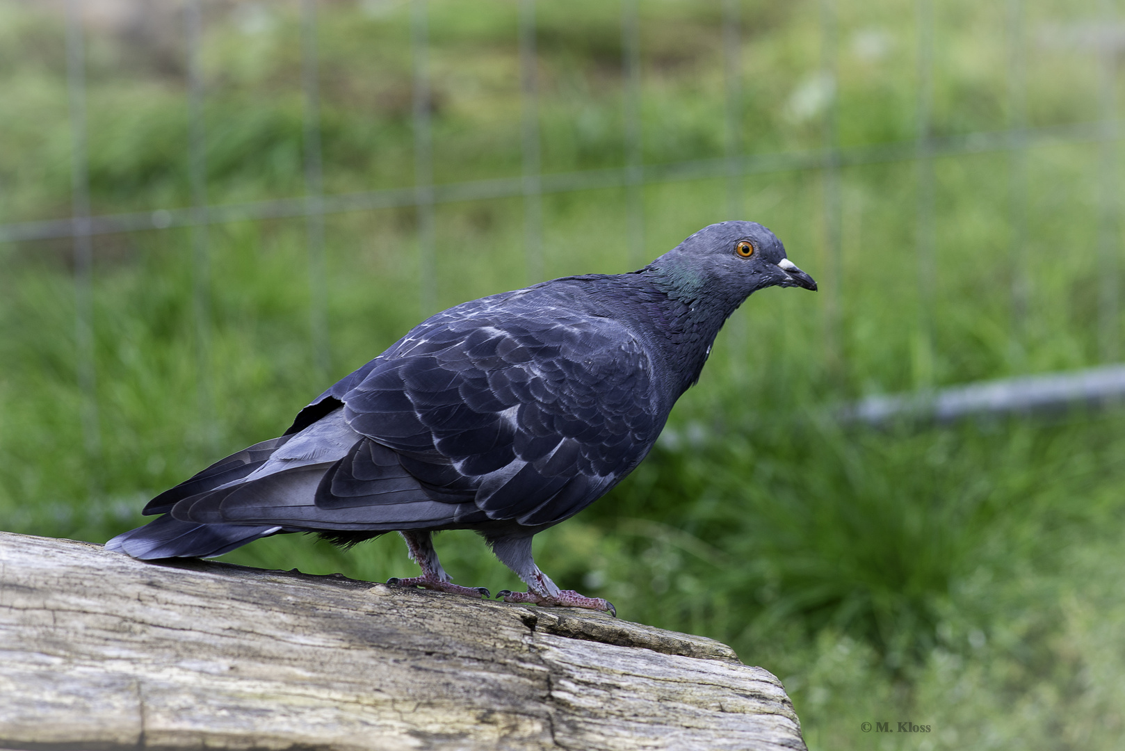 Taube Foto & Bild | tiere, haustiere, vögel Bilder auf fotocommunity