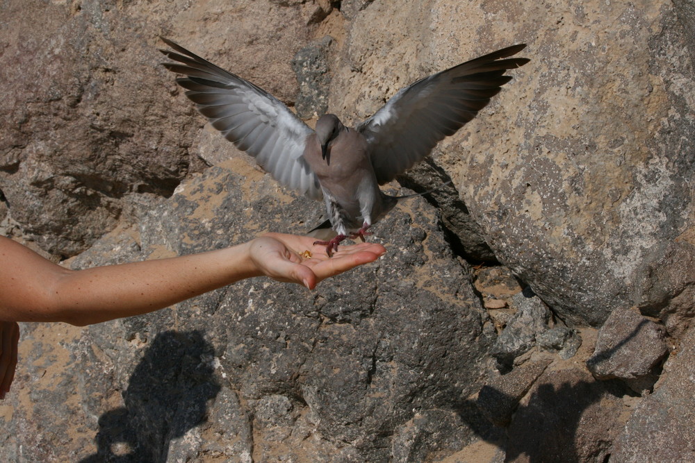 Taube Foto & Bild | tiere, wildlife, vögel Bilder auf fotocommunity