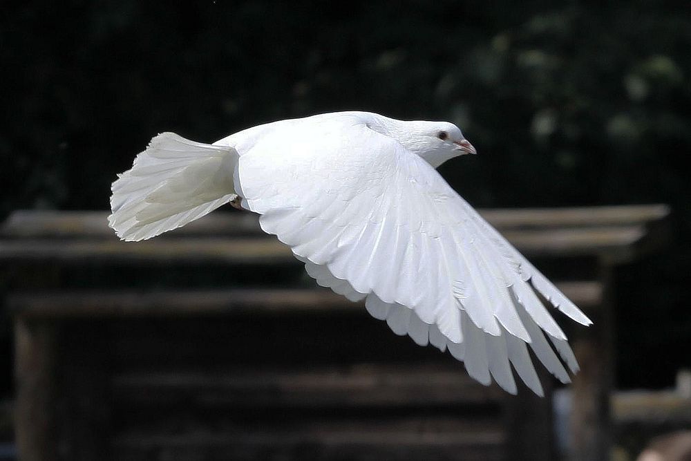 Taube 1 Foto & Bild | natur, tiere, vögel Bilder auf fotocommunity