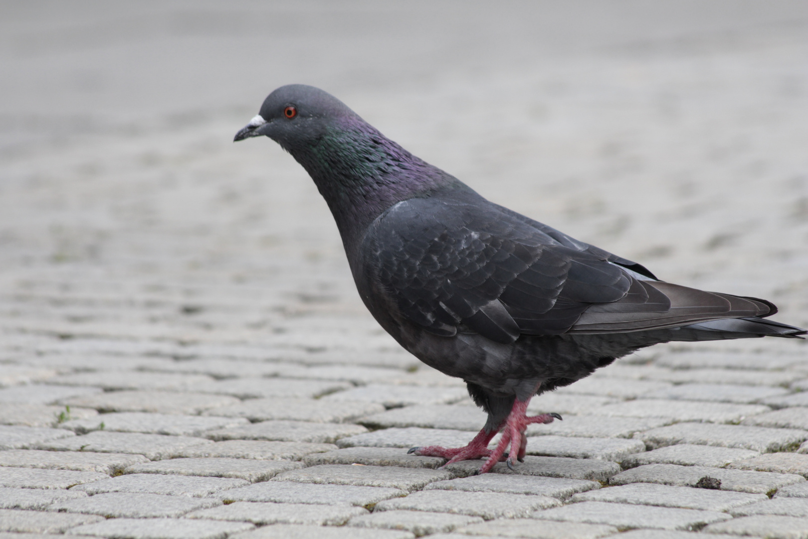 Taube! Foto & Bild | tiere, wildlife, wild lebende vögel Bilder auf ...