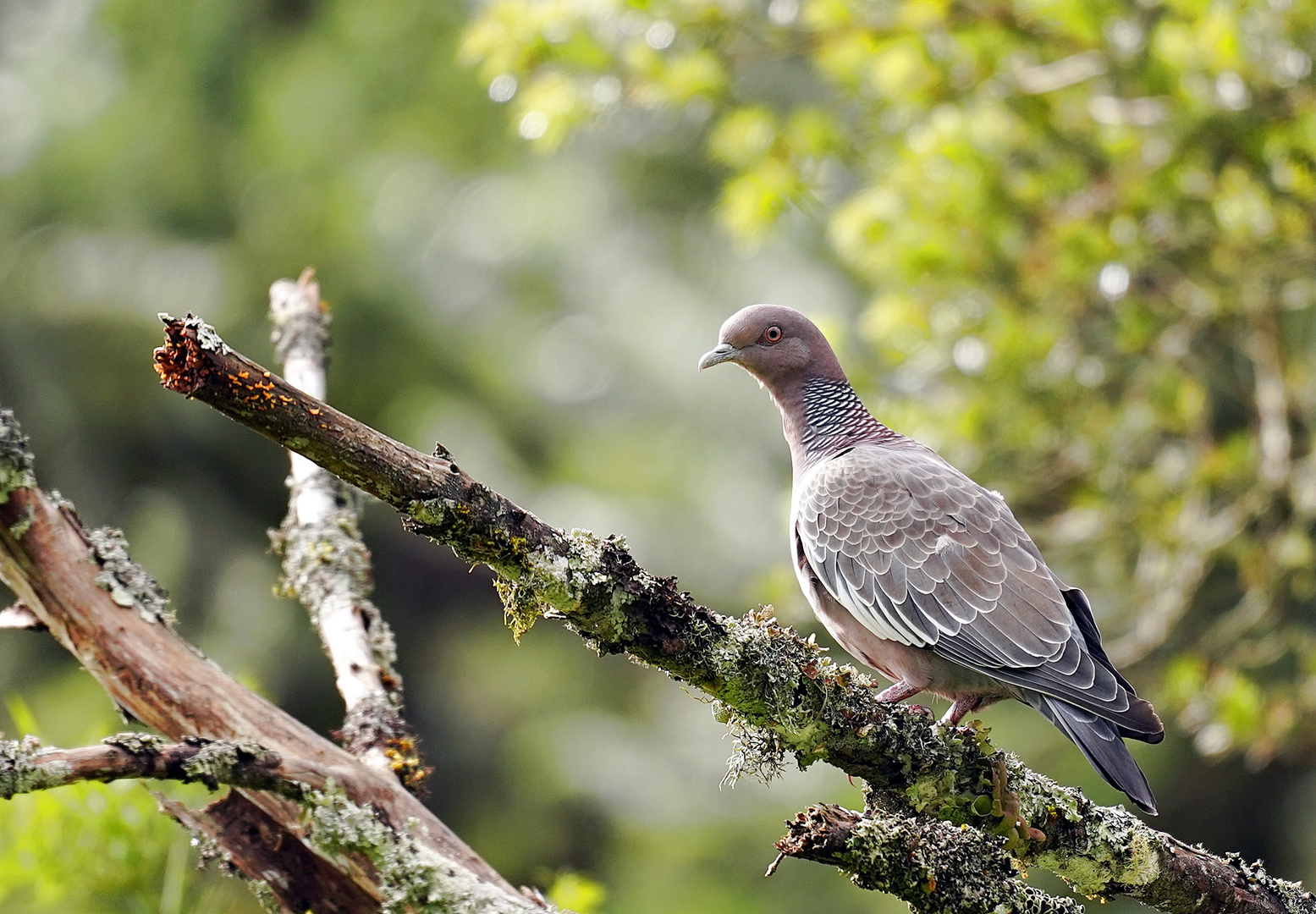 Taube Foto & Bild | tiere, wildlife, wild lebende vögel Bilder auf ...