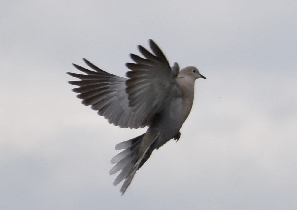 Taube Foto & Bild | tiere, wildlife, natur Bilder auf fotocommunity