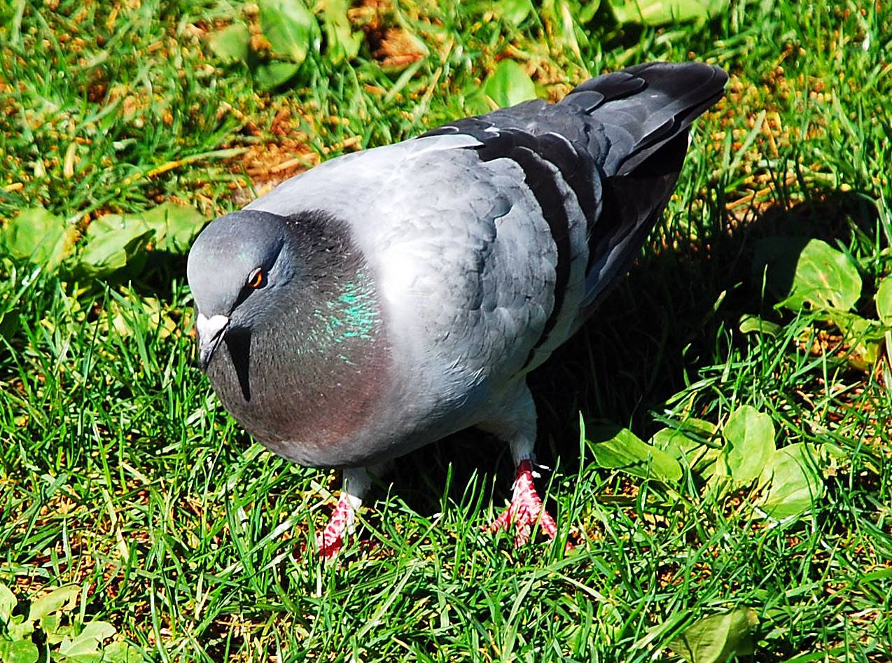 Taube Foto & Bild | tiere, natur Bilder auf fotocommunity