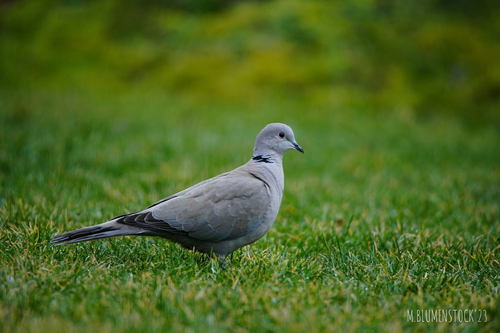 Taube Foto & Bild | deutschland, europe, baden- württemberg Bilder auf ...