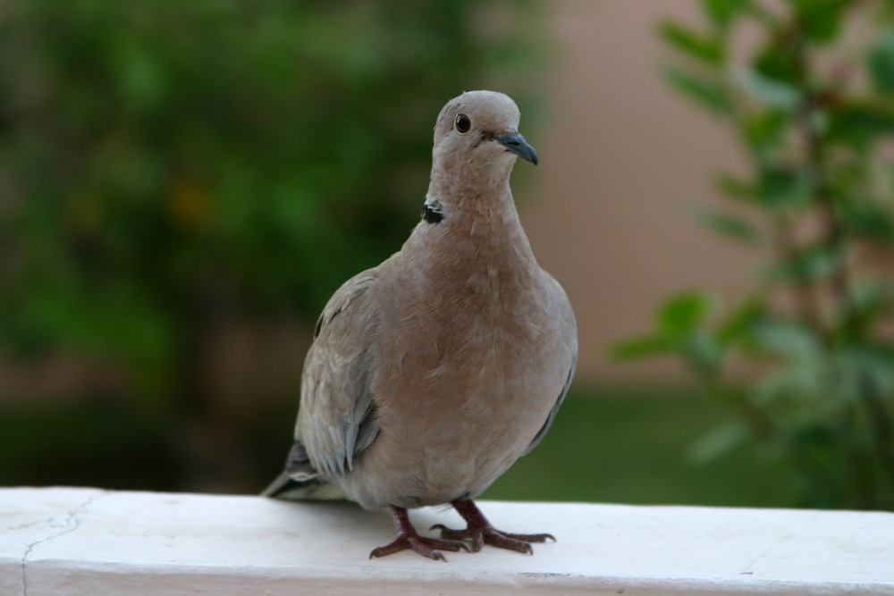 Taube Foto & Bild | tiere, wildlife, wild lebende vögel Bilder auf ...