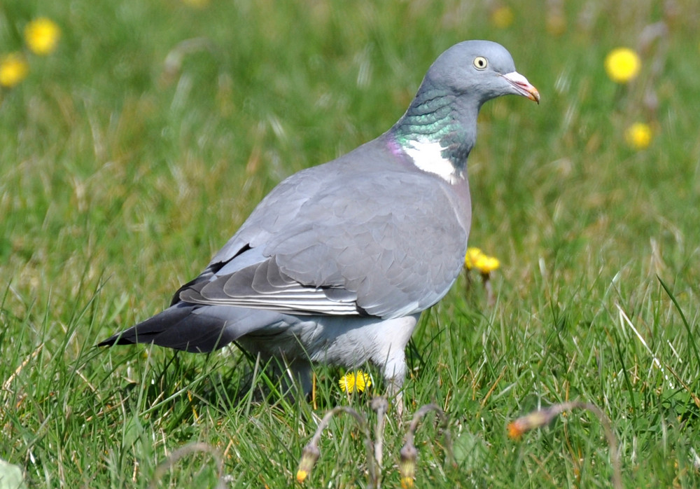 Taube Foto & Bild | tiere, zoo, wildpark & falknerei, vögel Bilder auf ...