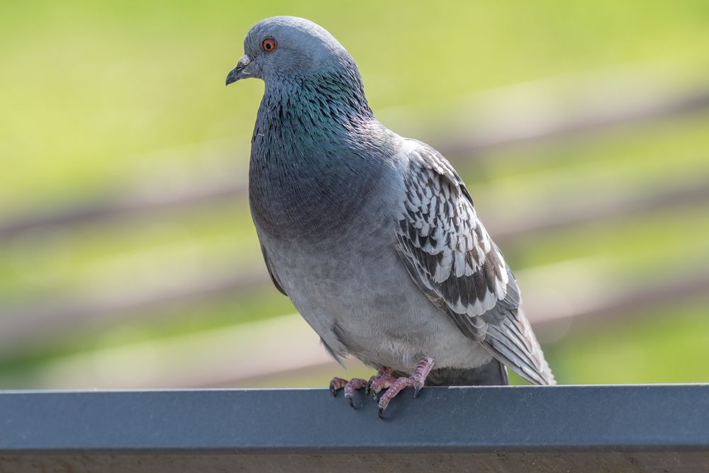 Taube Foto & Bild | tiere, wildlife, allerlei Bilder auf fotocommunity