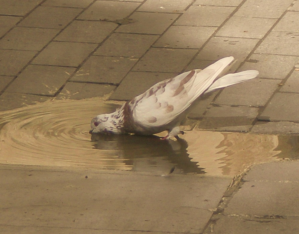 taube Foto & Bild | tiere, tierkinder, natur Bilder auf fotocommunity