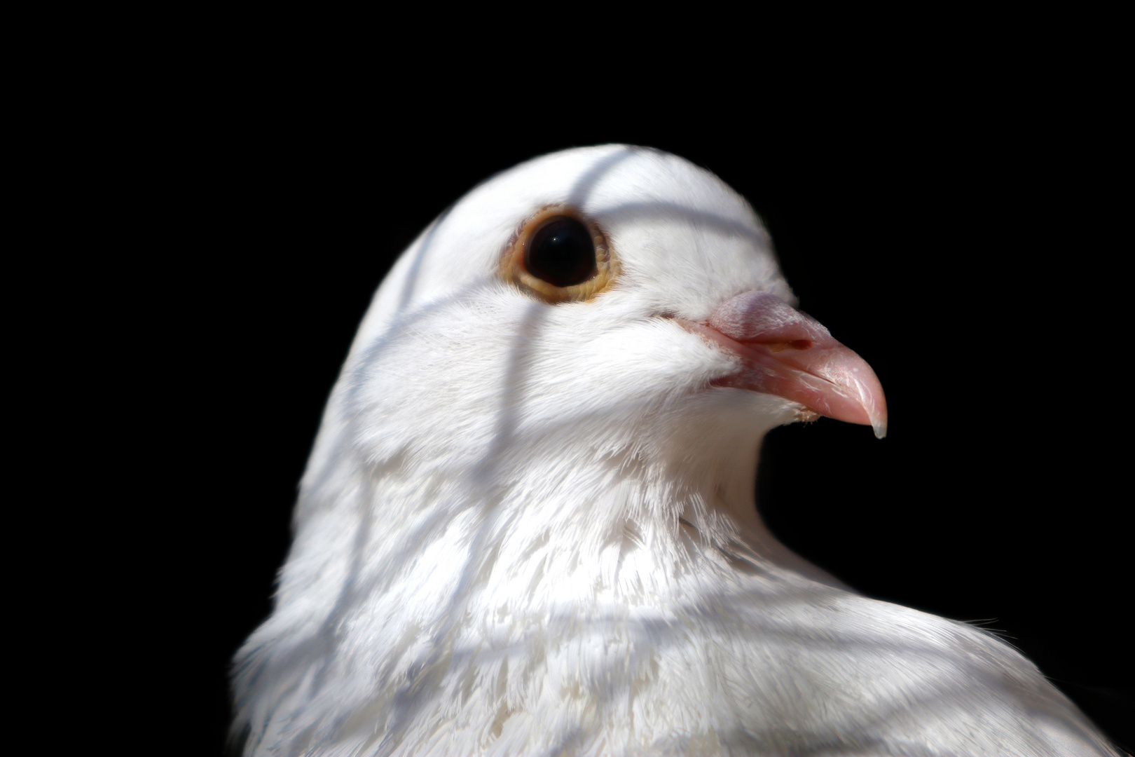 Taube Foto & Bild | tiere, fotos, hunde Bilder auf fotocommunity