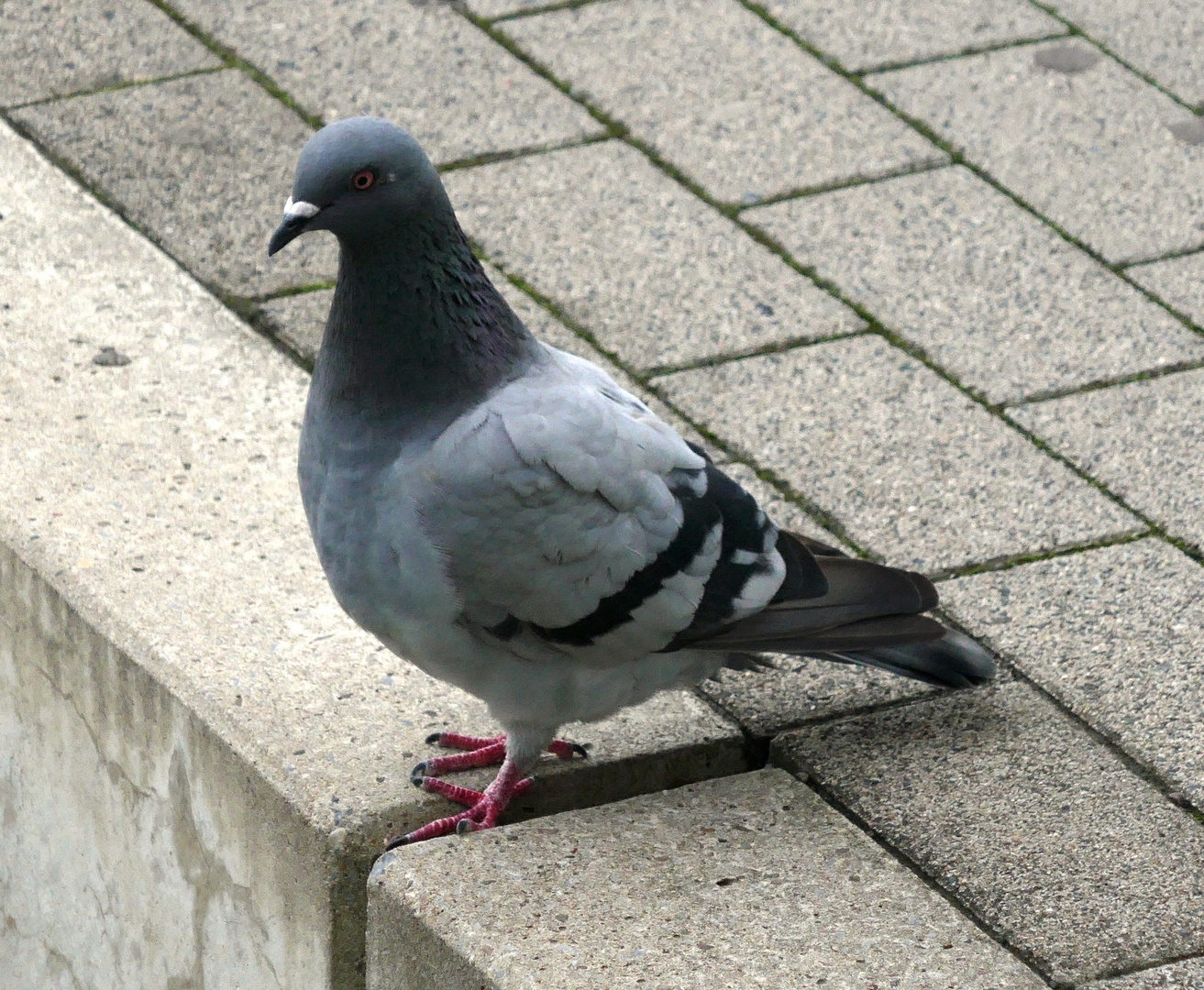 Taube Foto & Bild | natur, tiere, vögel Bilder auf fotocommunity