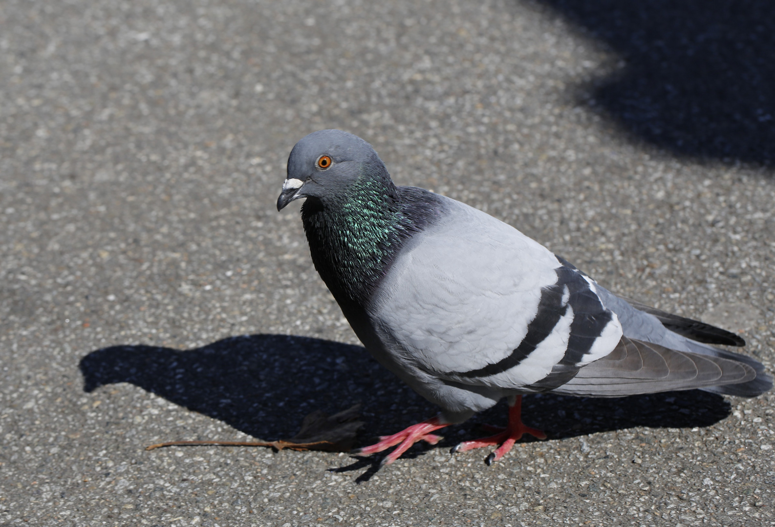 Taube Foto & Bild | tiere, wildlife, wild lebende vögel Bilder auf ...