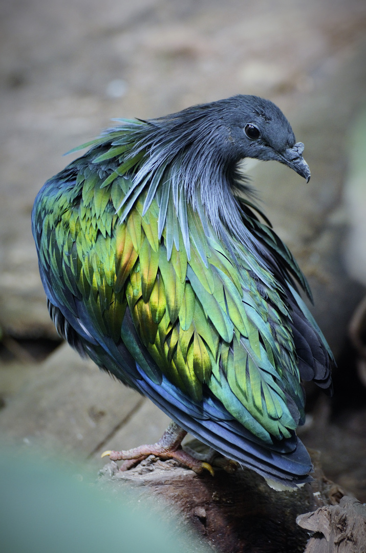 Taube(?) Foto & Bild | natur, zoo, tiere Bilder auf fotocommunity