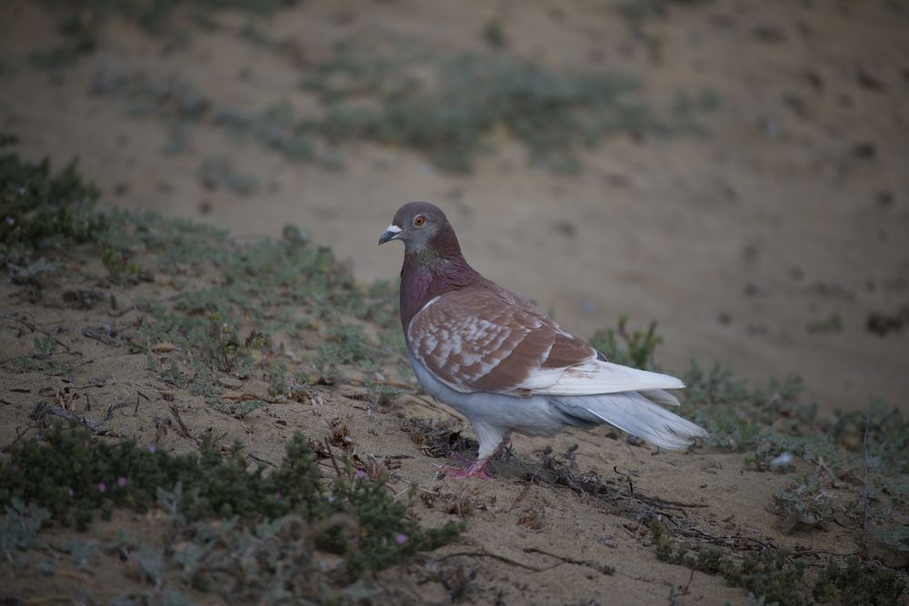 Taube Gran Canaria Foto & Bild | natur, tiere, vögel Bilder auf ...