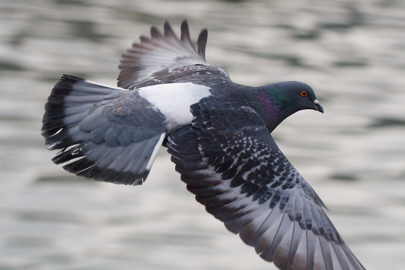 Taube im Flug Foto & Bild | tiere, wildlife, wild lebende vögel Bilder ...