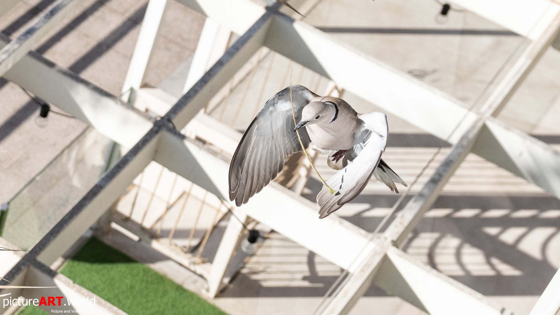 Taube im Flug Foto & Bild | tiere, wildlife, wild lebende vögel Bilder ...